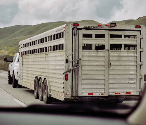 Step Up vs Ramp Horse Trailer: Choose the Right One